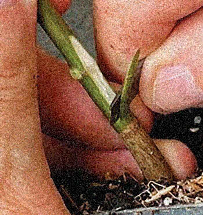 A Step-by-Step Guide to Two Grafting Techniques - Fine Gardening