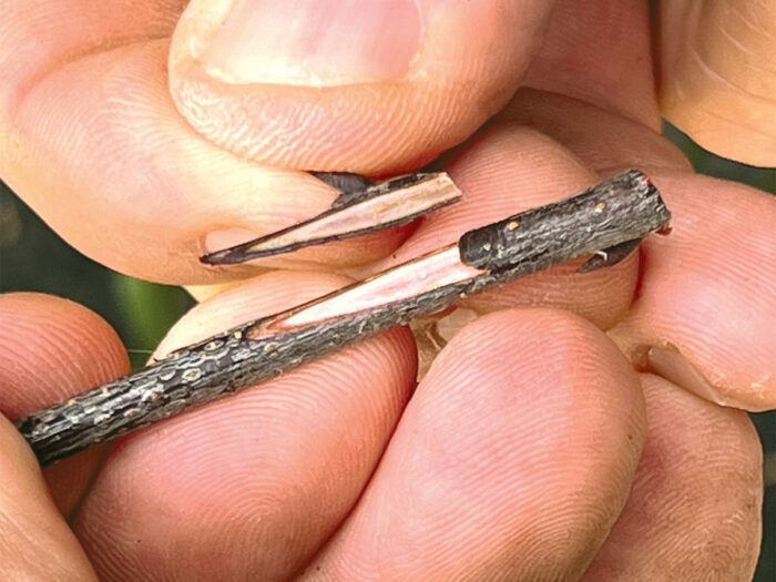 A Step-by-Step Guide to Two Grafting Techniques - Fine Gardening