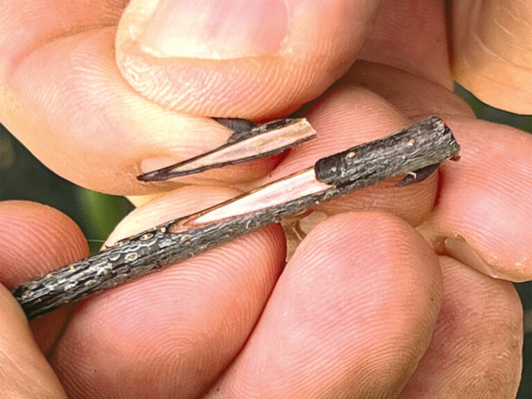 A Step-by-Step Guide to Two Grafting Techniques - Fine Gardening