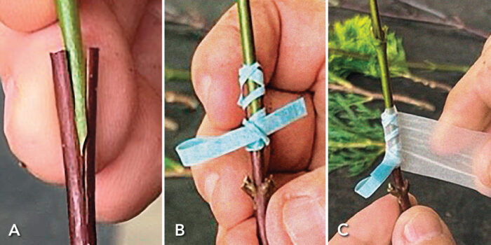 A Step-by-Step Guide to Two Grafting Techniques - Fine Gardening