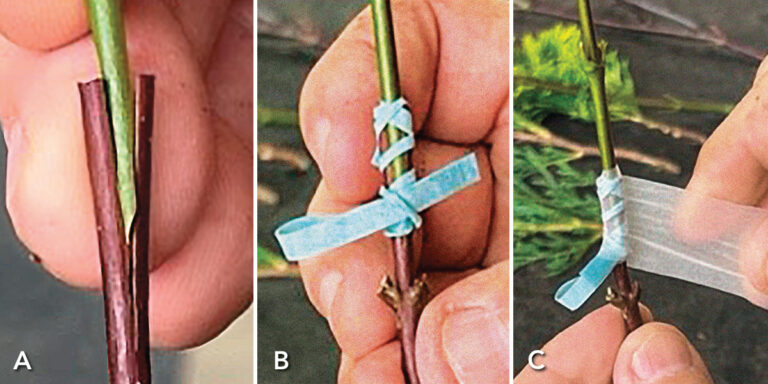 A Step-by-Step Guide to Two Grafting Techniques - Fine Gardening
