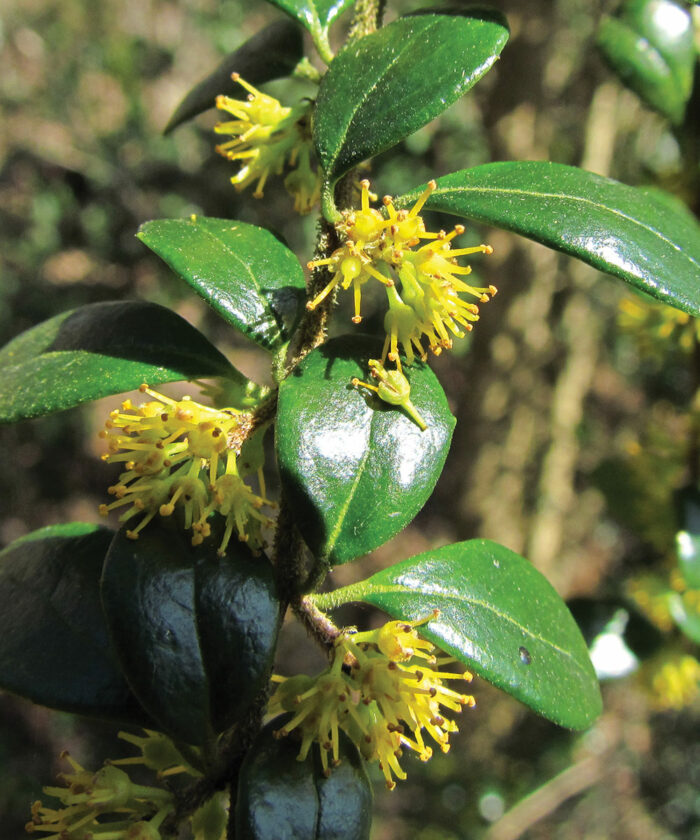 Late-Winter and Early-Spring Bloomers for the Northwest - Fine Gardening