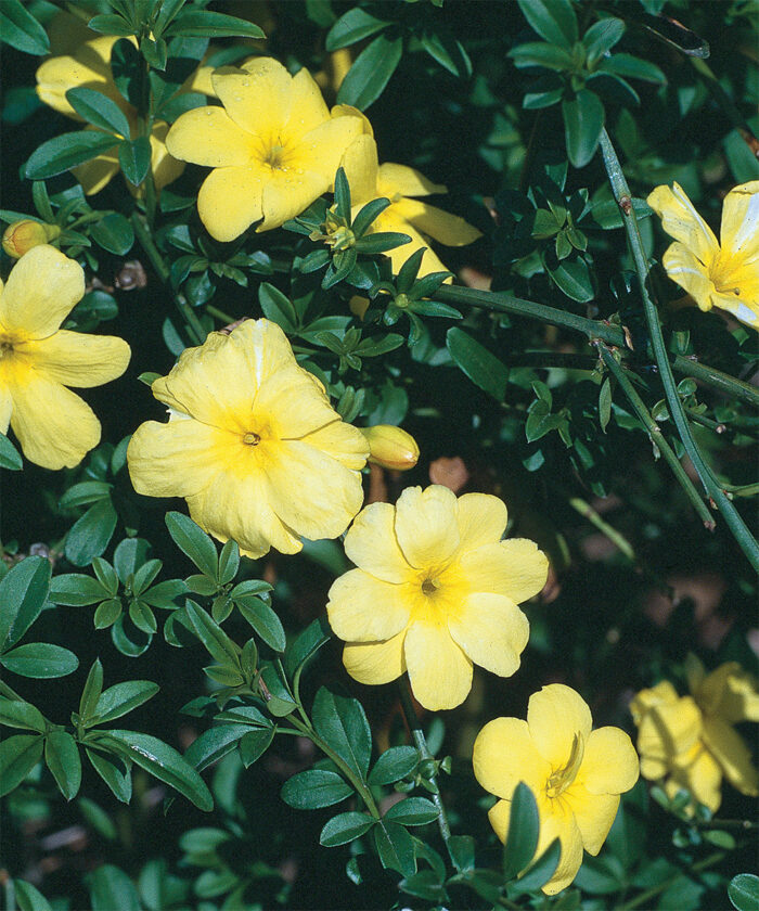 Late-Winter and Early-Spring Bloomers for the Southern Plains - Fine ...