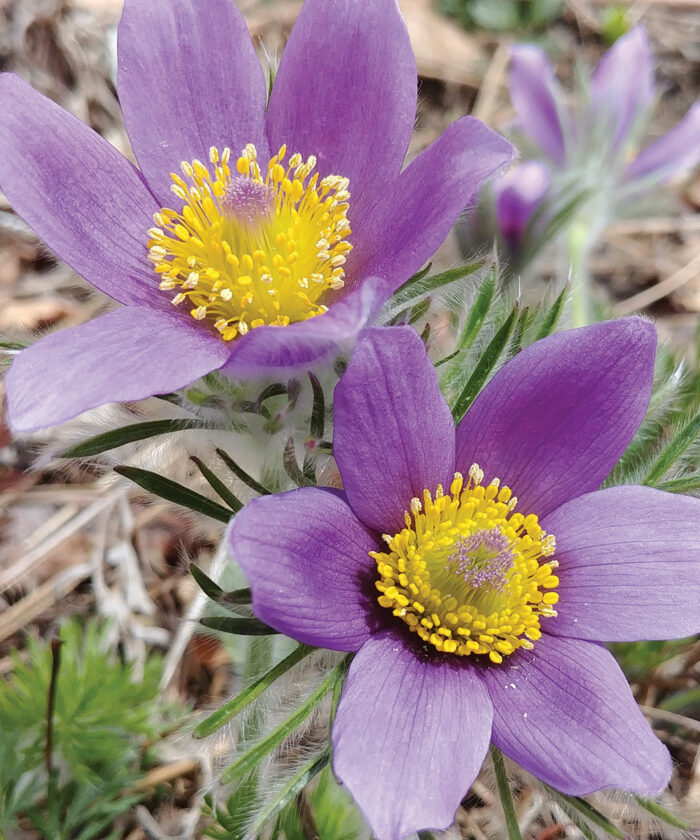 Late-Winter and Early-Spring Bloomers for the Northern Plains - Fine ...