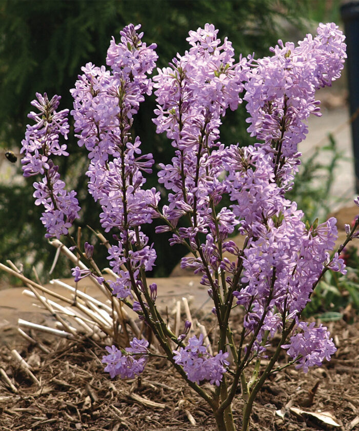 Late-Winter and Early-Spring Bloomers for the Southeast - Fine Gardening