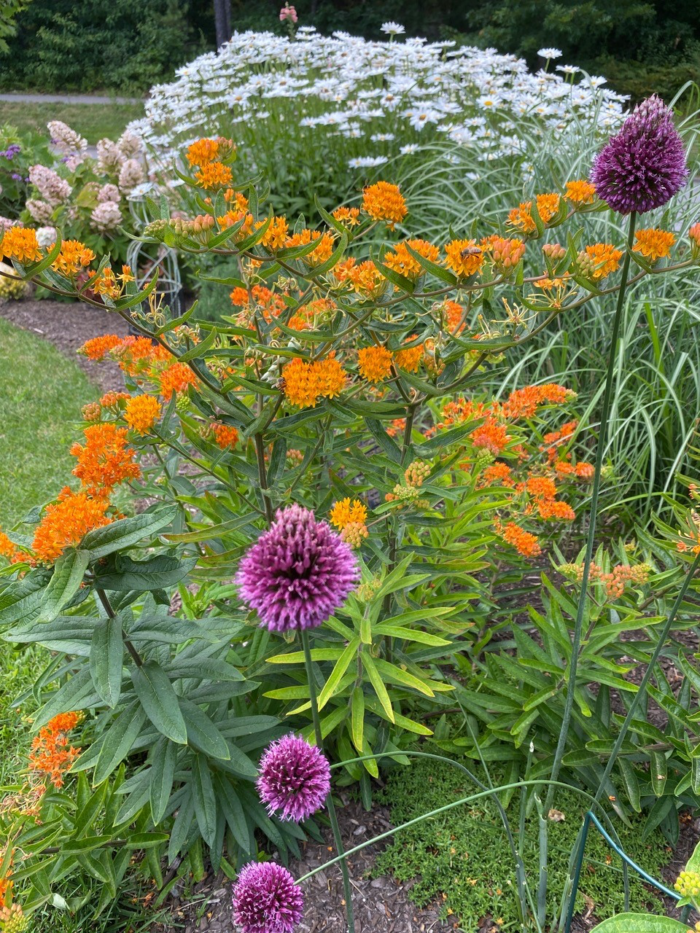 A New Garden in Massachusetts - Fine Gardening
