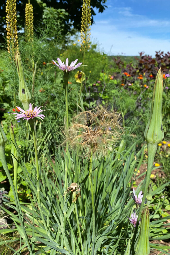 Episode 124: Wish List Plants - Fine Gardening