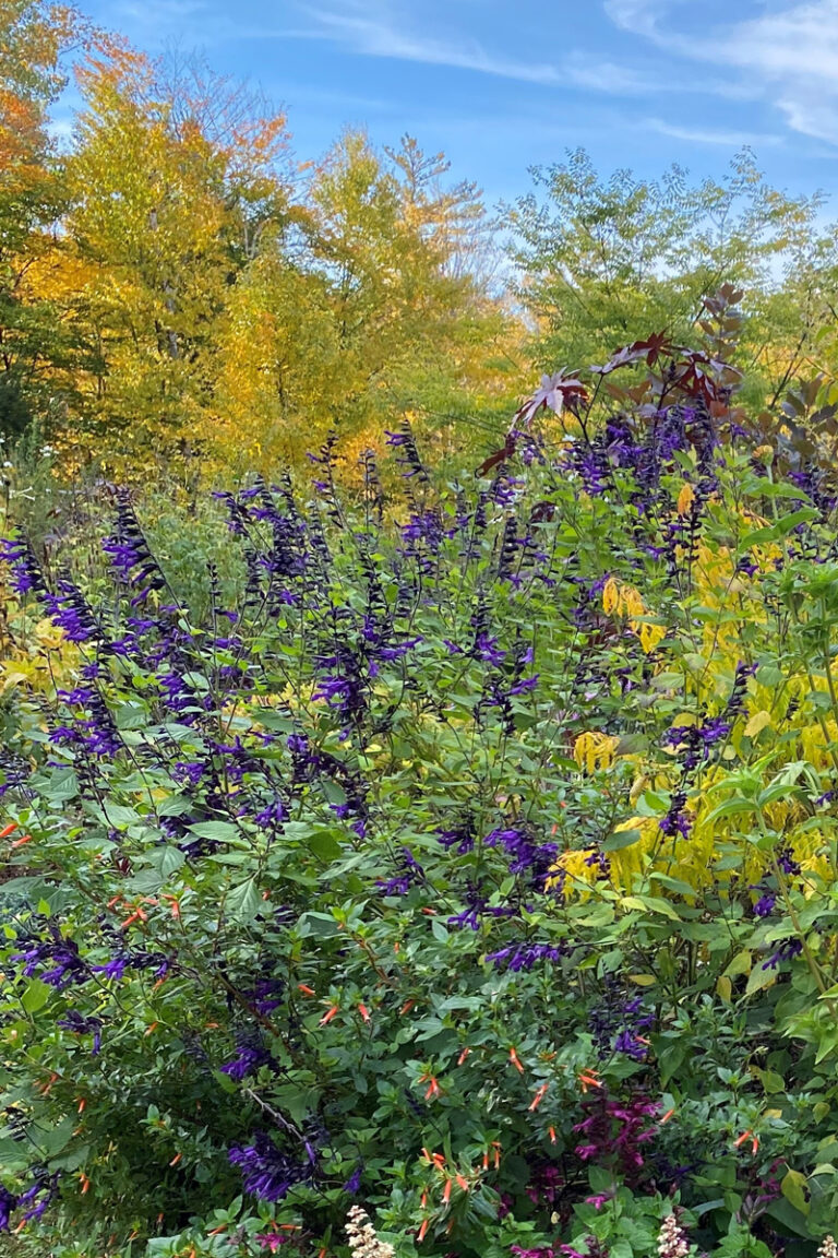 Episode 124: Wish List Plants - Fine Gardening