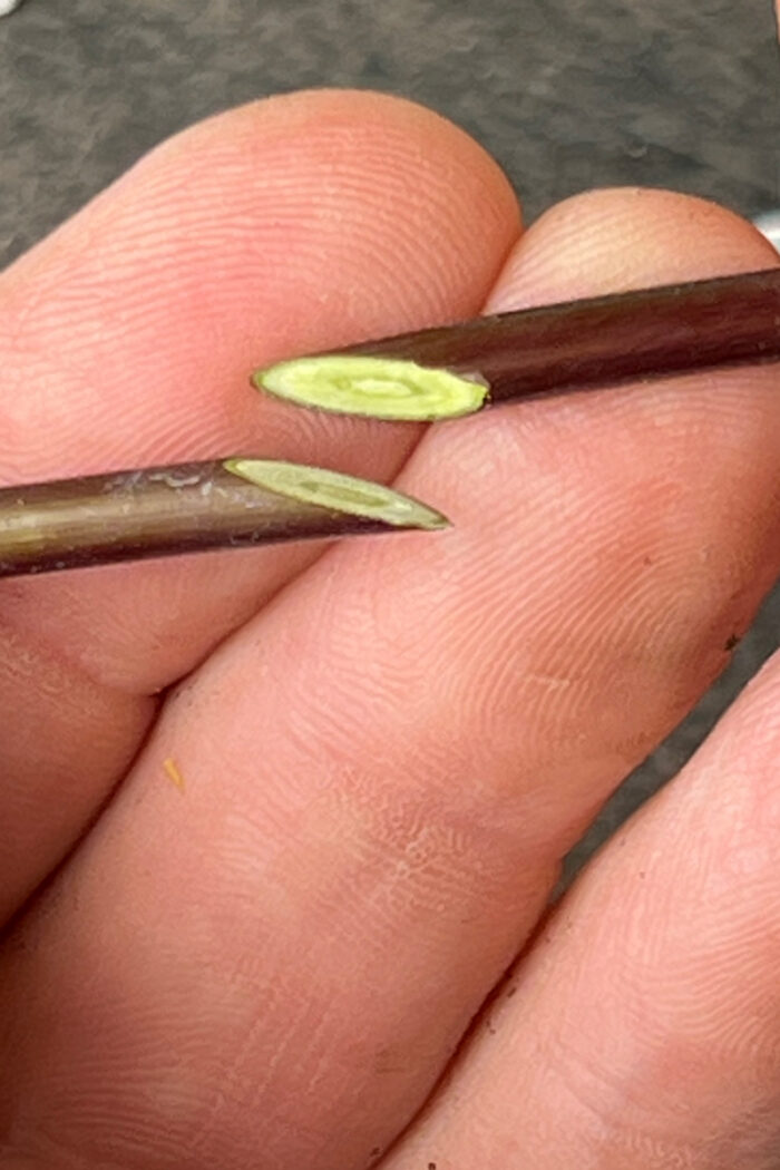 3 Less-Common Grafting Methods - Fine Gardening