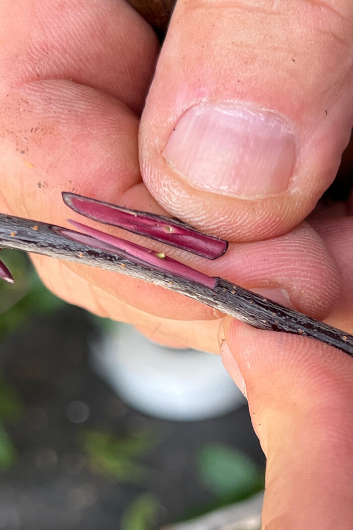 3 Less-Common Grafting Methods - Fine Gardening