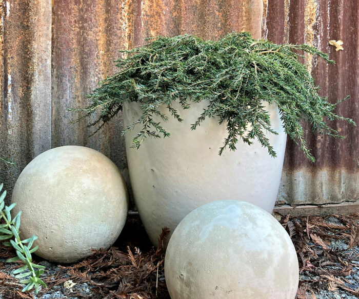 Tips and Tricks for Container Gardening With Conifers - Fine Gardening