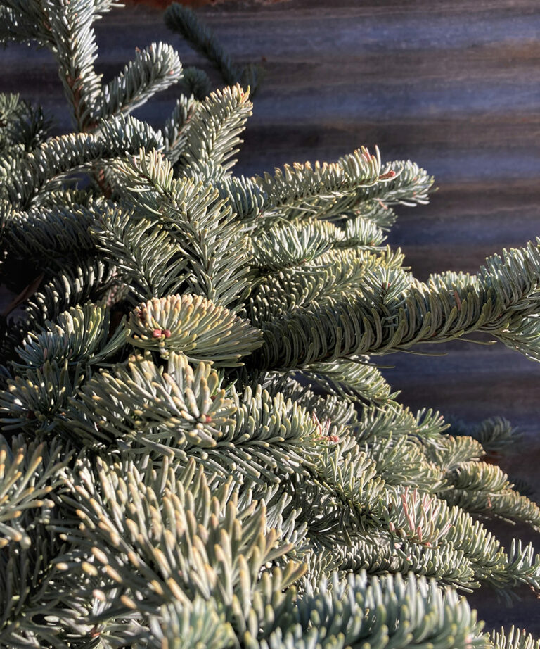 Tips and Tricks for Container Gardening With Conifers - Fine Gardening