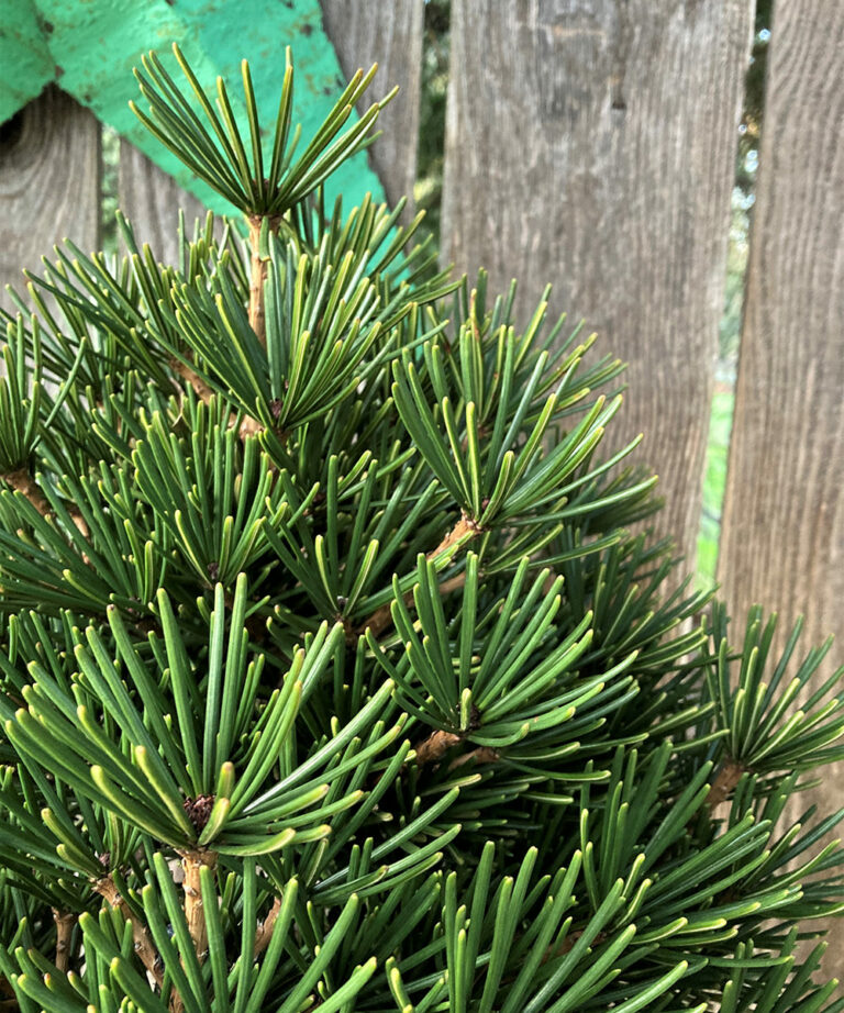 Tips and Tricks for Container Gardening With Conifers - Fine Gardening