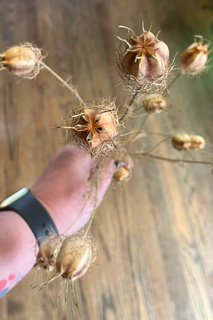 Episode 125: Sensational Seed Heads - Fine Gardening