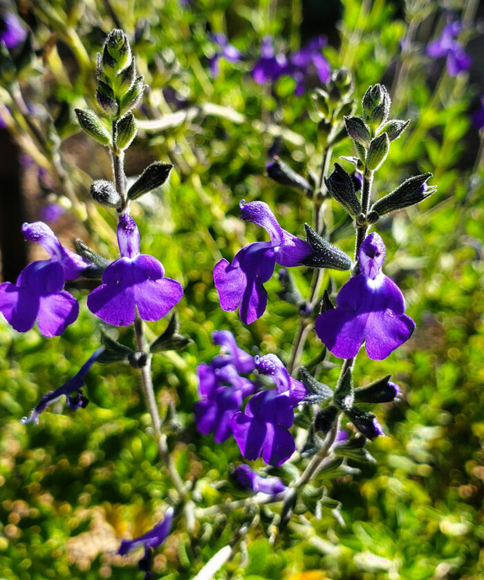 Plants With Purple Flowers for the Southwest - Fine Gardening