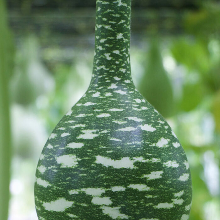 How to Grow Bottle Gourds - Fine Gardening