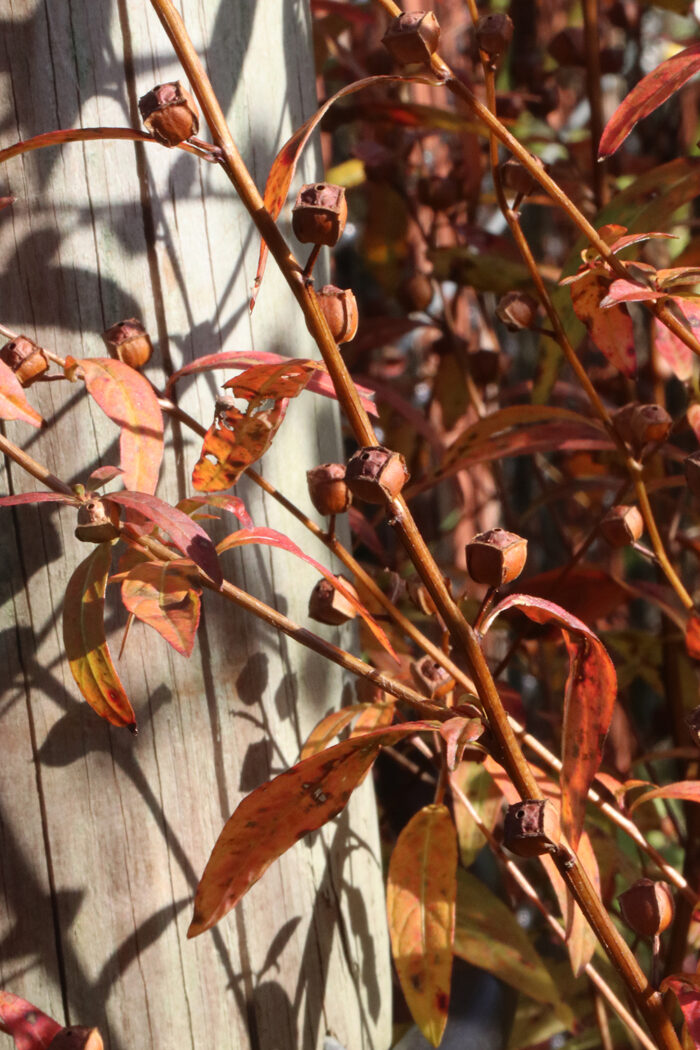 Nancy Ondra’s Pennsylvania Garden - Fine Gardening