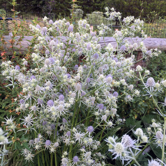 Nancy Ondra’s Pennsylvania Garden - Fine Gardening