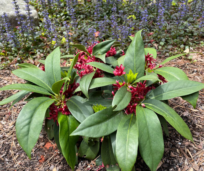 A Photo Journey Through the Seasons of 2022 - Fine Gardening