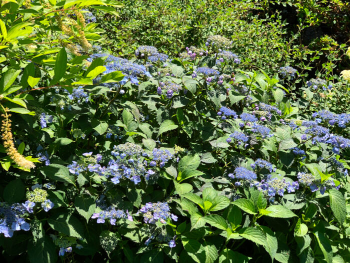 Remembering Hydrangea Season - Fine Gardening
