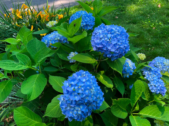 Remembering Hydrangea Season - Fine Gardening