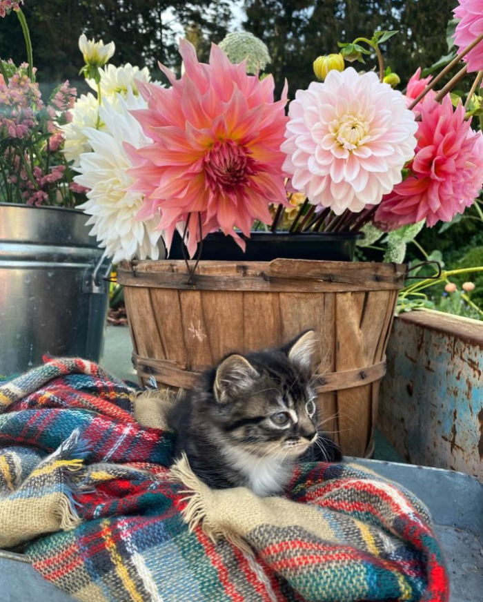 Tracy’s Flower Farm - Fine Gardening