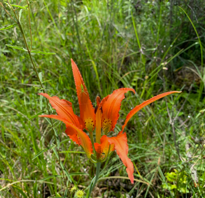Unusual Beauties From Wiley - Fine Gardening