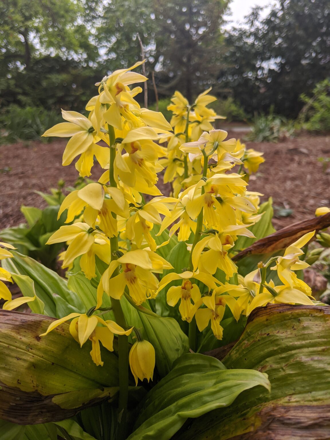 Hot Flowers Worth Growing - Fine Gardening