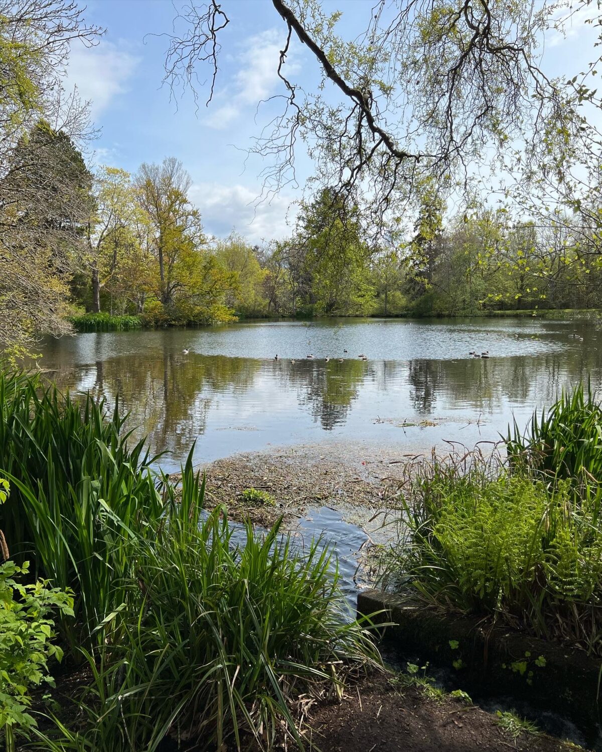 GPOD on the Road: Bog Garden at Hatley Castle - Fine Gardening