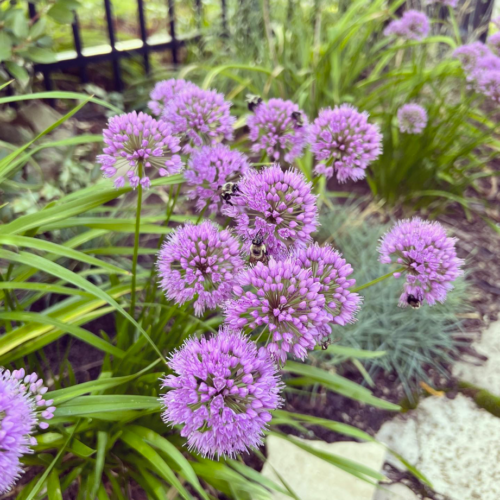 Zone 4 Beauty - Fine Gardening