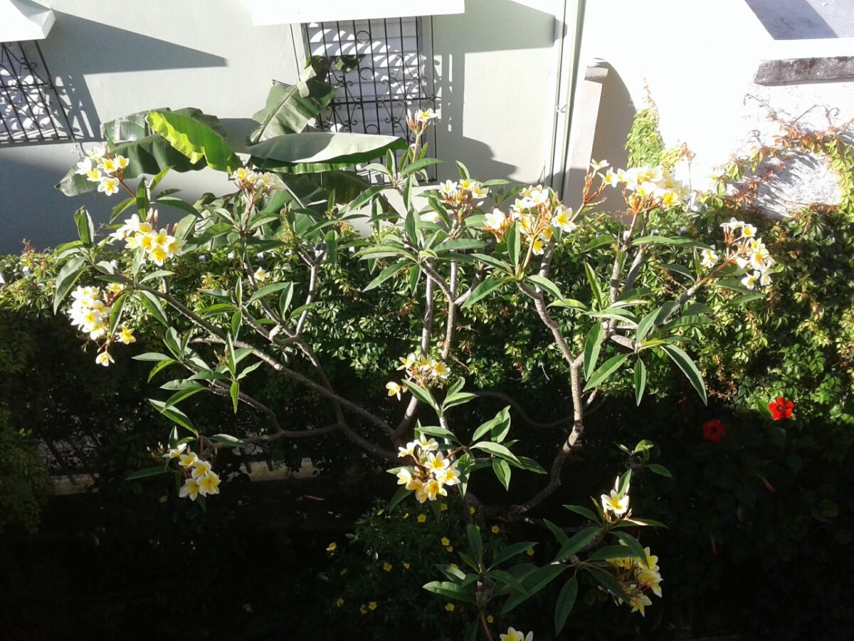 Flowers From Puerto Rico - Fine Gardening