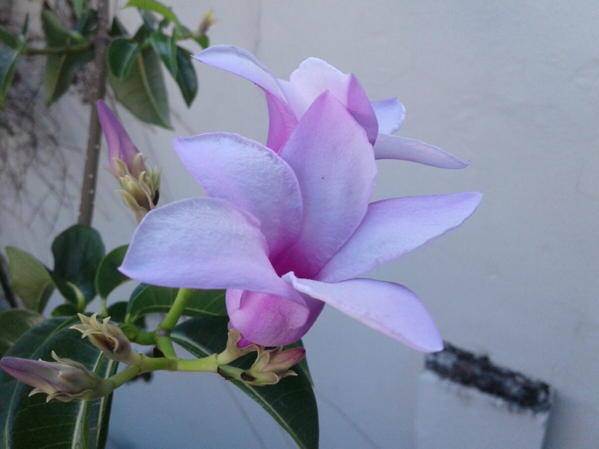 Flowers From Puerto Rico - Fine Gardening