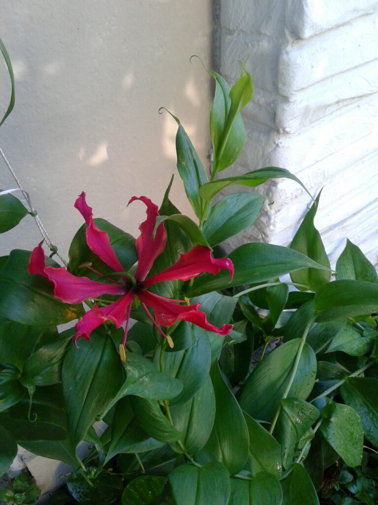 Flowers From Puerto Rico - Fine Gardening