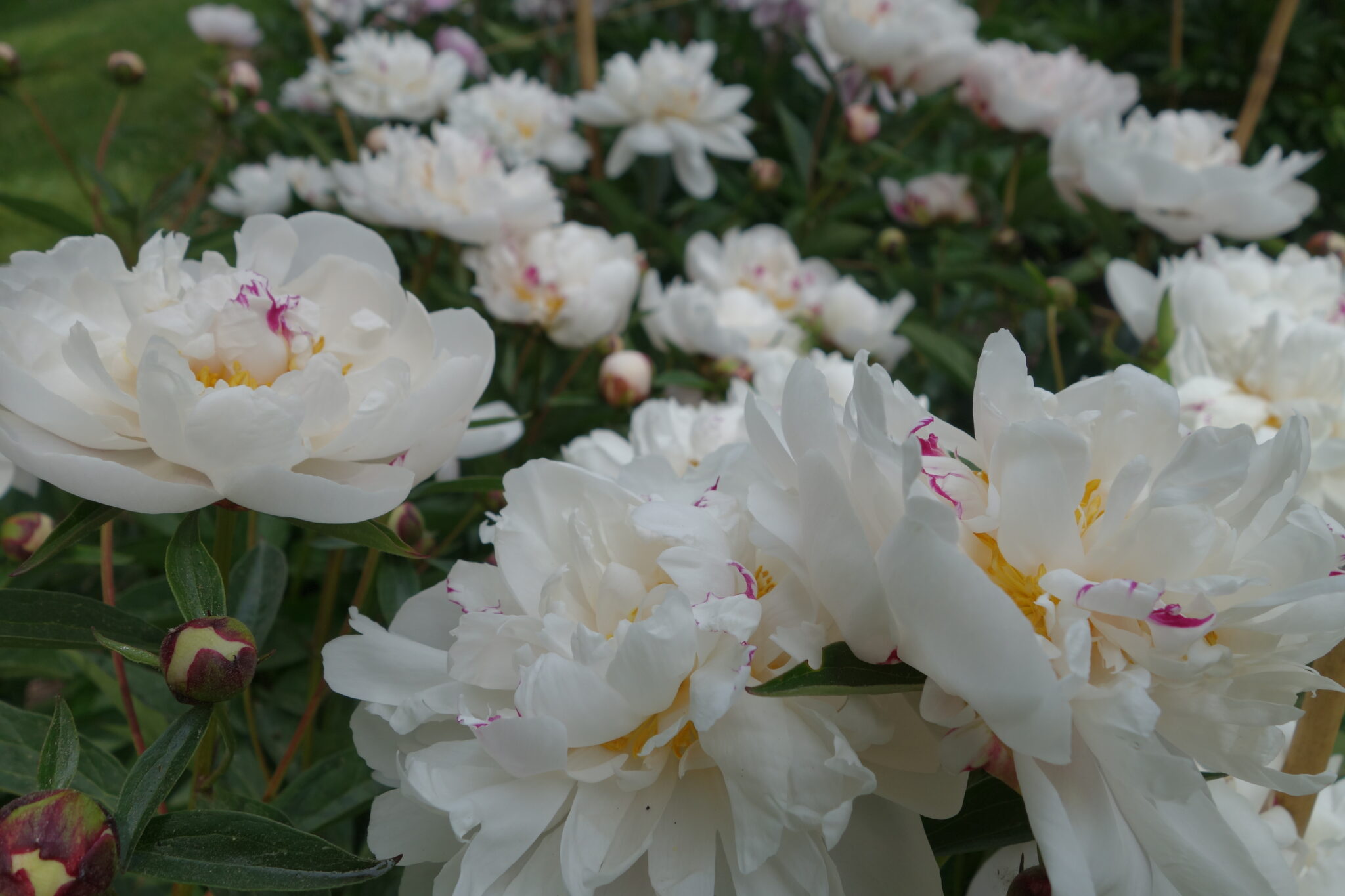 Favorite White Flowers - Fine Gardening
