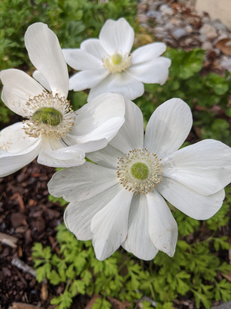 Favorite White Flowers - Fine Gardening