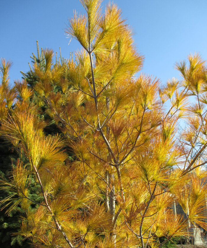 Conifers That Change Color in Winter for Added Interest - Fine Gardening