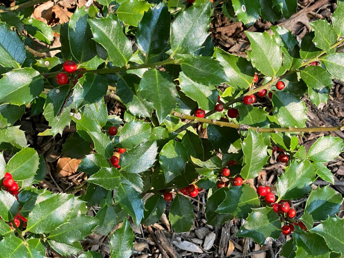 Trees and Shrubs with Winter Interest - Fine Gardening