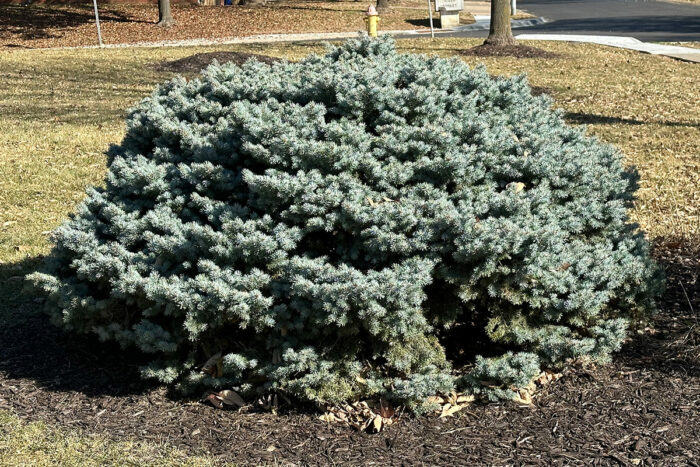 Trees and Shrubs with Winter Interest - Fine Gardening
