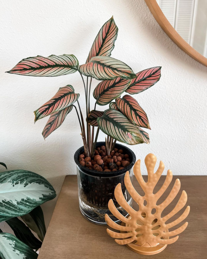 Collecting Plants in Southern California - Fine Gardening