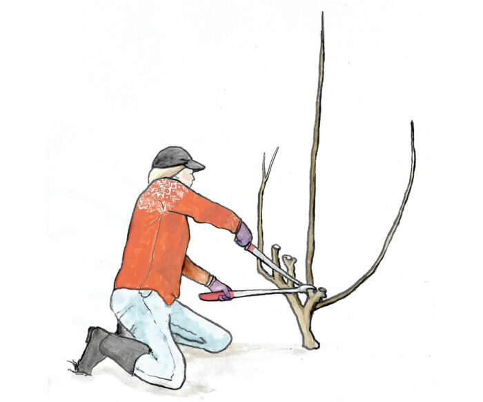 What Is Coppicing, and How Is It Done? - Fine Gardening
