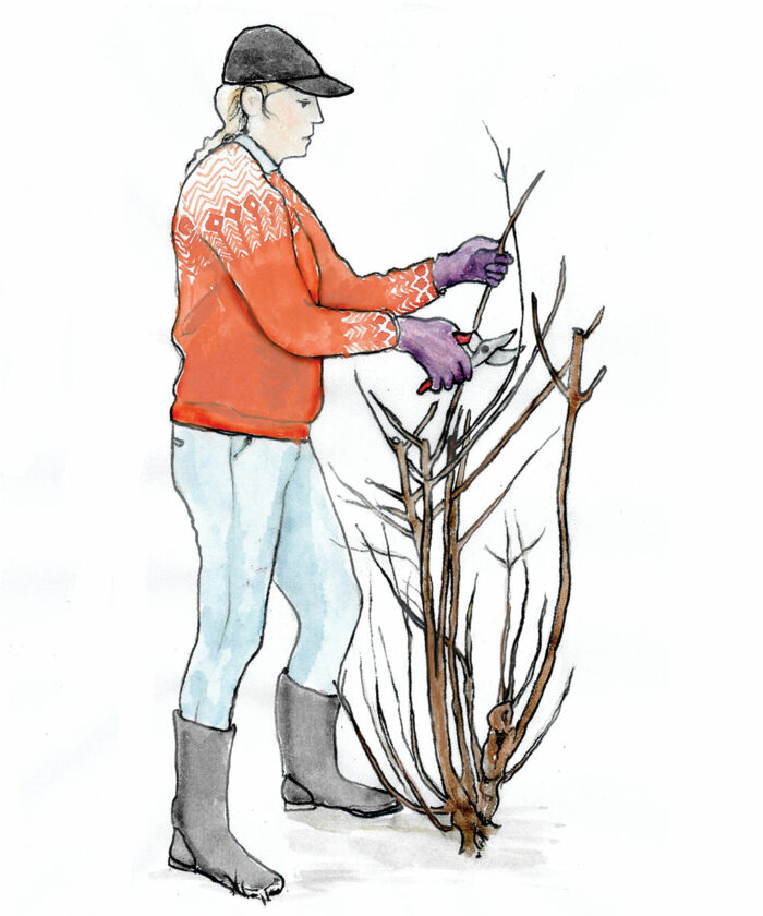 What Is Coppicing, and How Is It Done? - Fine Gardening