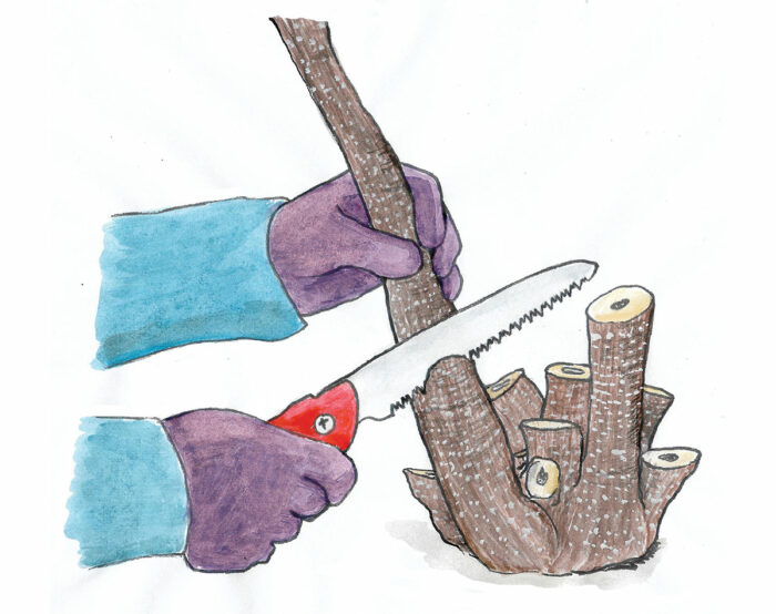 What Is Coppicing, and How Is It Done? - Fine Gardening