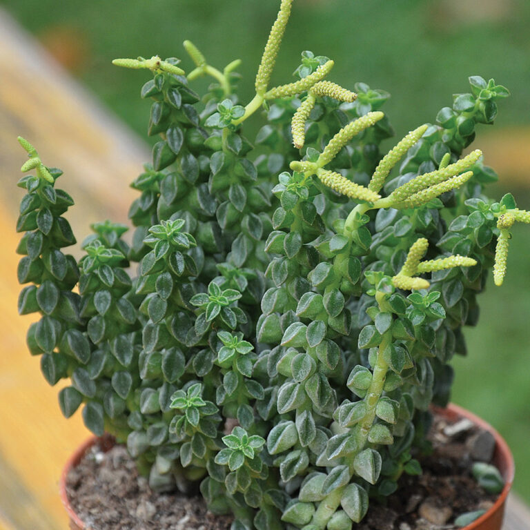 There’s a Unique Radiator Plant for Everyone - Fine Gardening