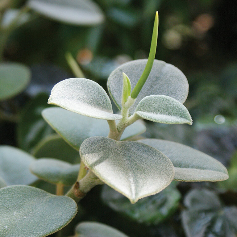 There’s a Unique Radiator Plant for Everyone - Fine Gardening