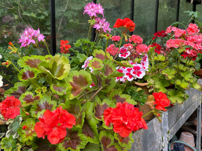 Wax Begonias and Other Annuals to Start Early - Fine Gardening
