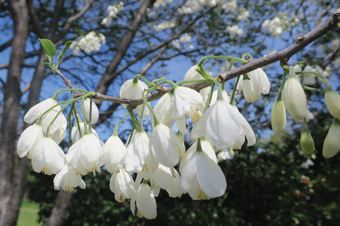 Southern Native Plants That Can Work in Almost Any Garden - Fine Gardening