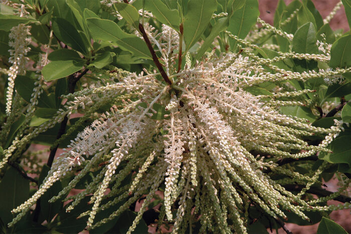 Southern Native Plants That Can Work in Almost Any Garden - Fine Gardening