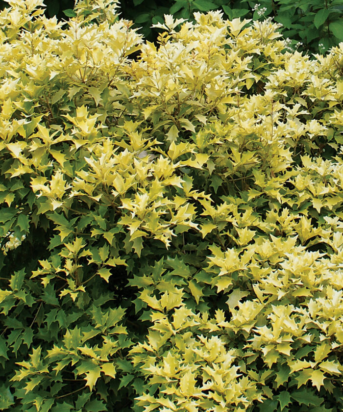 Shade-Loving Shrubs for the South - Fine Gardening