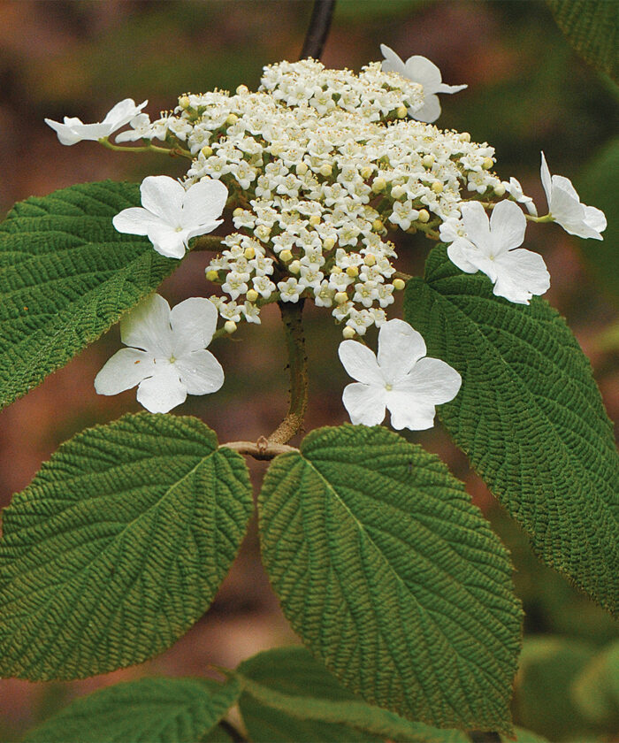 Shade-Loving Shrubs for the Northeast - Fine Gardening