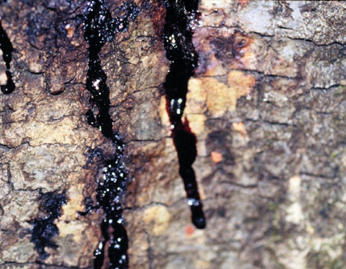 How to Identify and Treat Sudden Oak Death - Fine Gardening